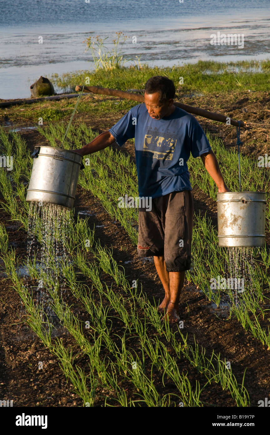 Indonesia Bali island Lake Batur agriculture vegetable farms on the ...