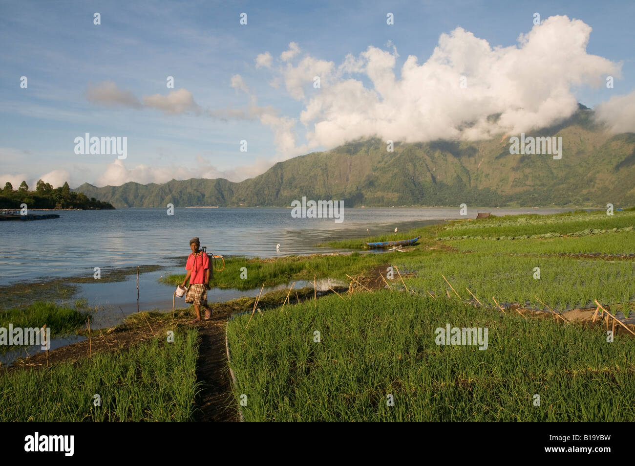 Indonesia Bali island Lake Batur agriculture vegetable farms on the ...
