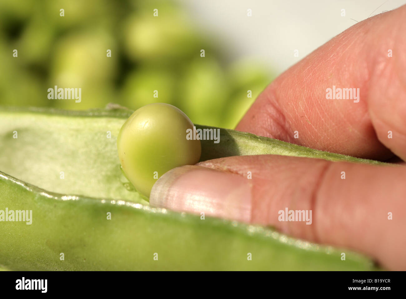 Broad beans shelling hi-res stock photography and images - Alamy