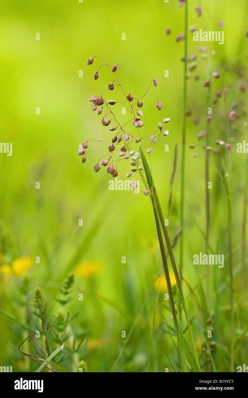 Quaking (Trembling) Grass Briza media plant in flower Stock Photo - Alamy