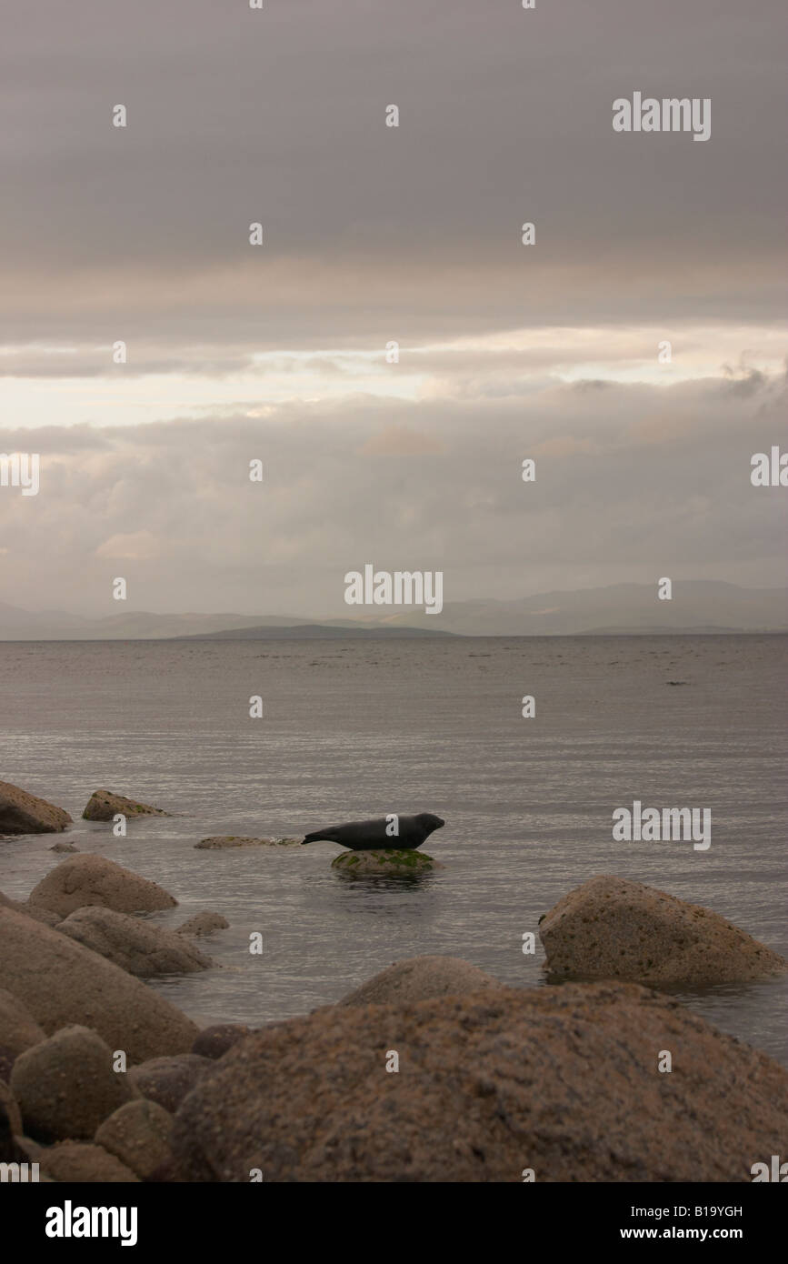 Seal resting on a rock on the coastline at Corrie, Isle of Arran ...