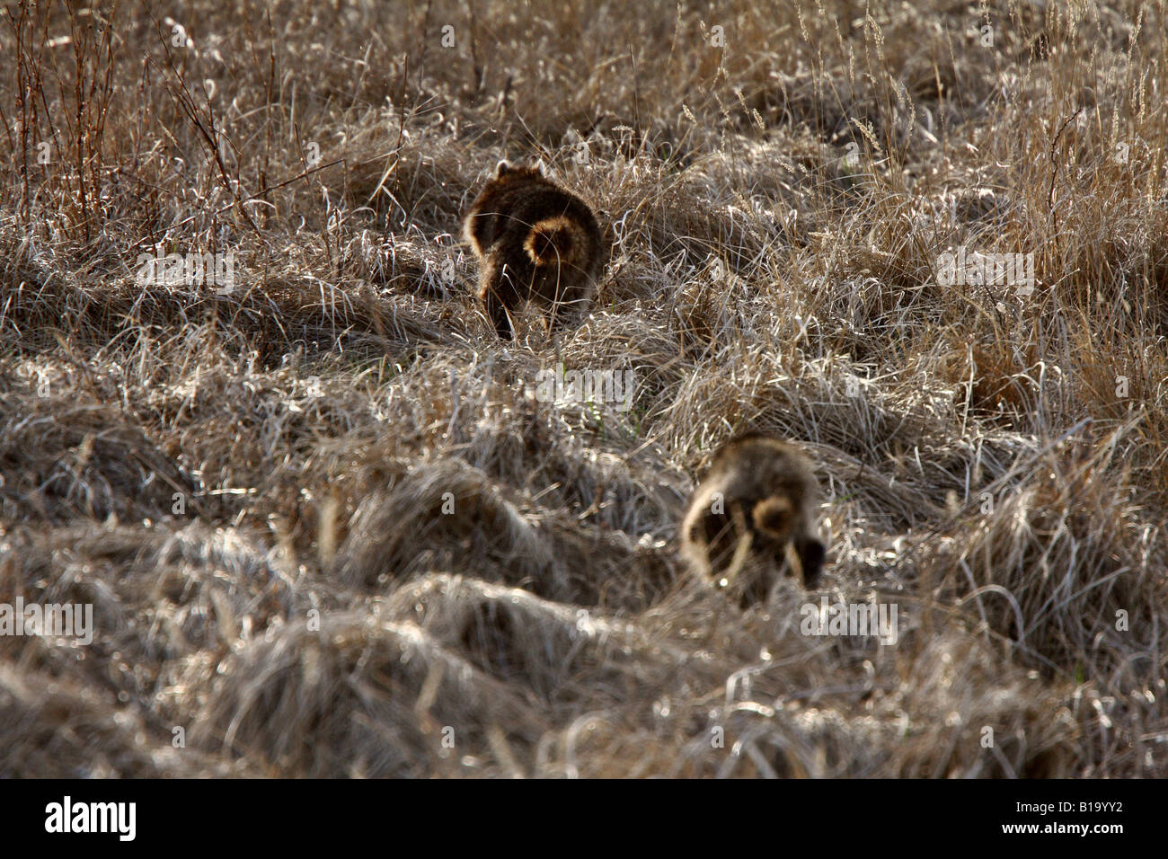 Two raccoons running through dead vegetation Stock Photo - Alamy