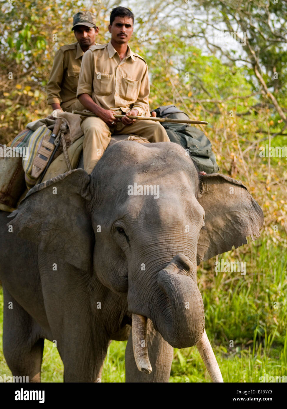 rangers riding an elephant in Kaziranga National Park Stock Photo - Alamy
