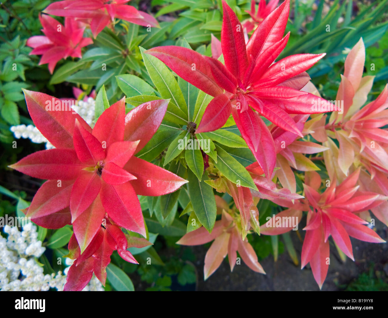 Pieris forest flame hi-res stock photography and images - Alamy