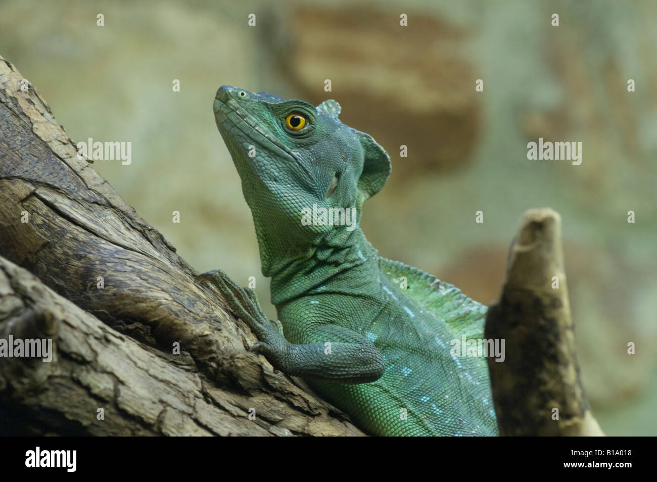 Plumed Basilisk, Basiliscus plumifrons, on branch Stock Photo - Alamy