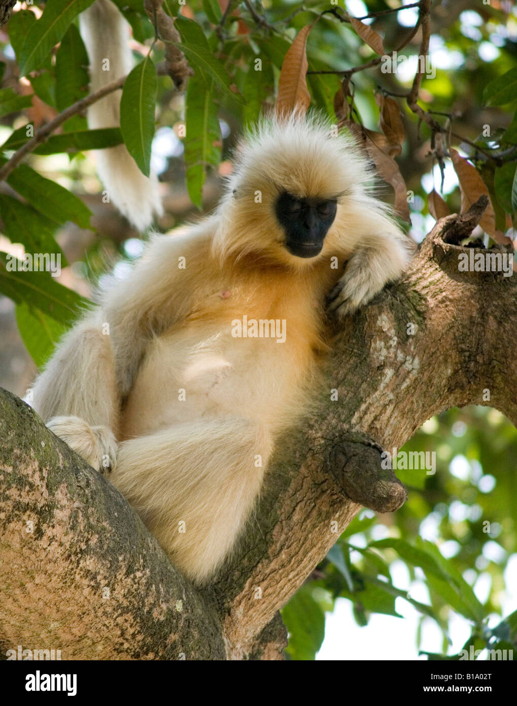 Golden langur hi-res stock photography and images - Alamy