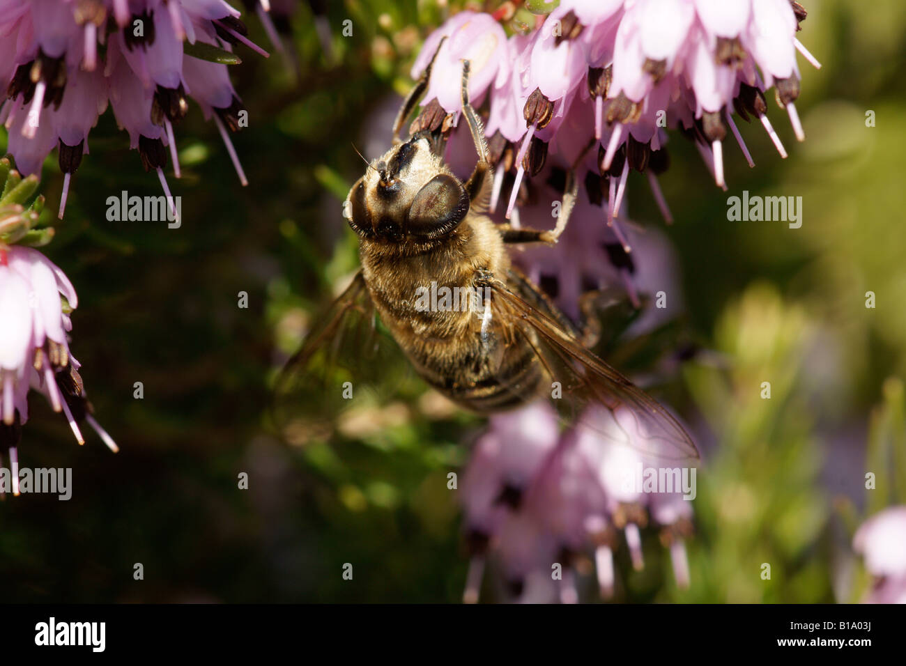 Heather and bee hi-res stock photography and images - Alamy