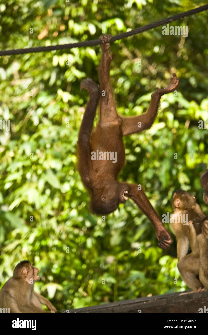 Borneanorangutans hi-res stock photography and images - Alamy
