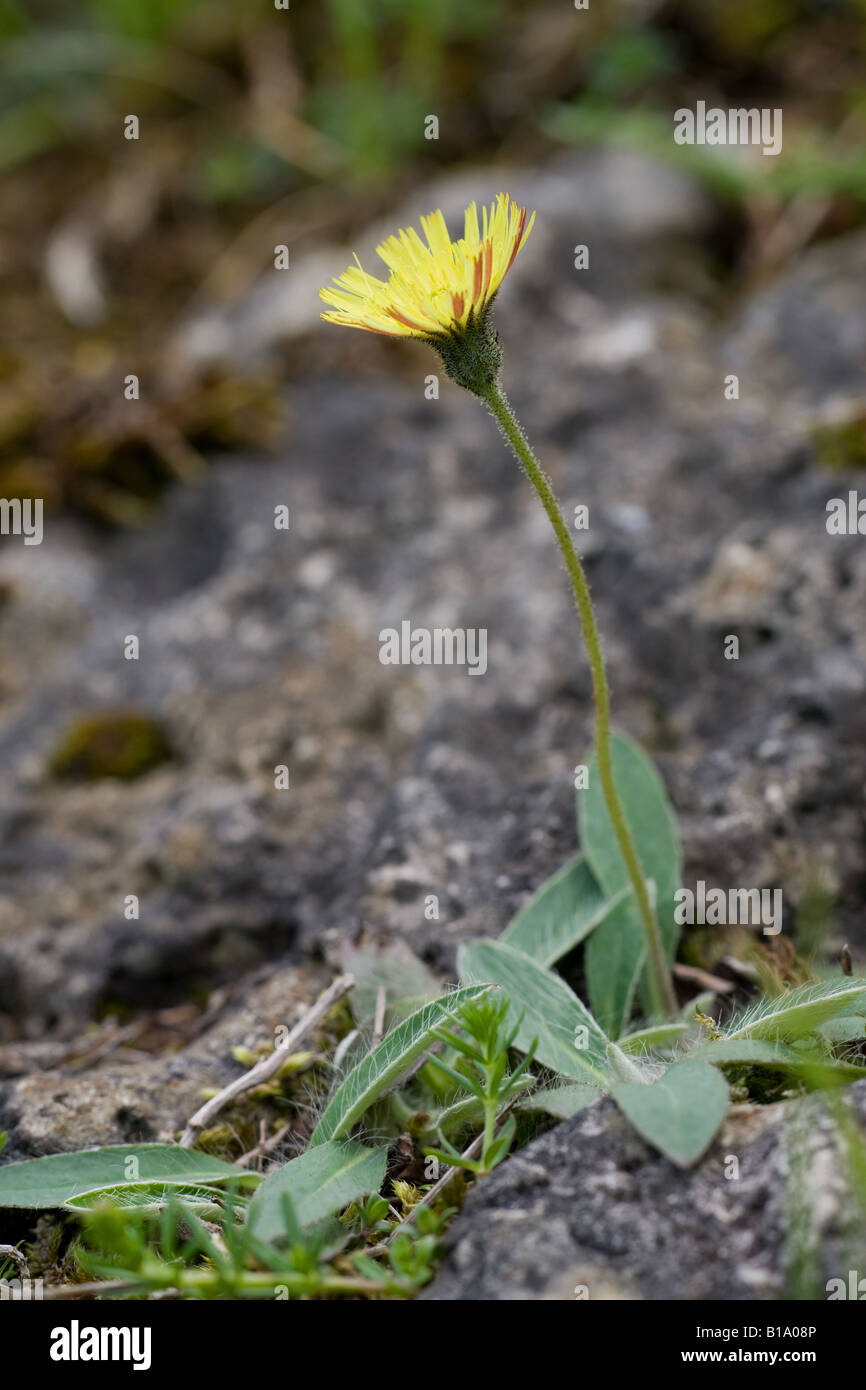 Mouse-ear Hawkweed Pilosella officinarum plant in flower Stock Photo ...