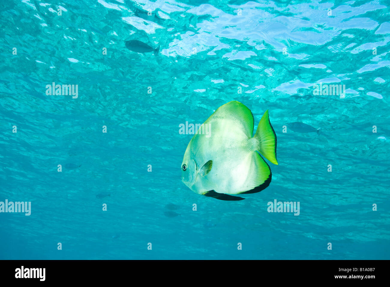Batfish in water Stock Photo - Alamy