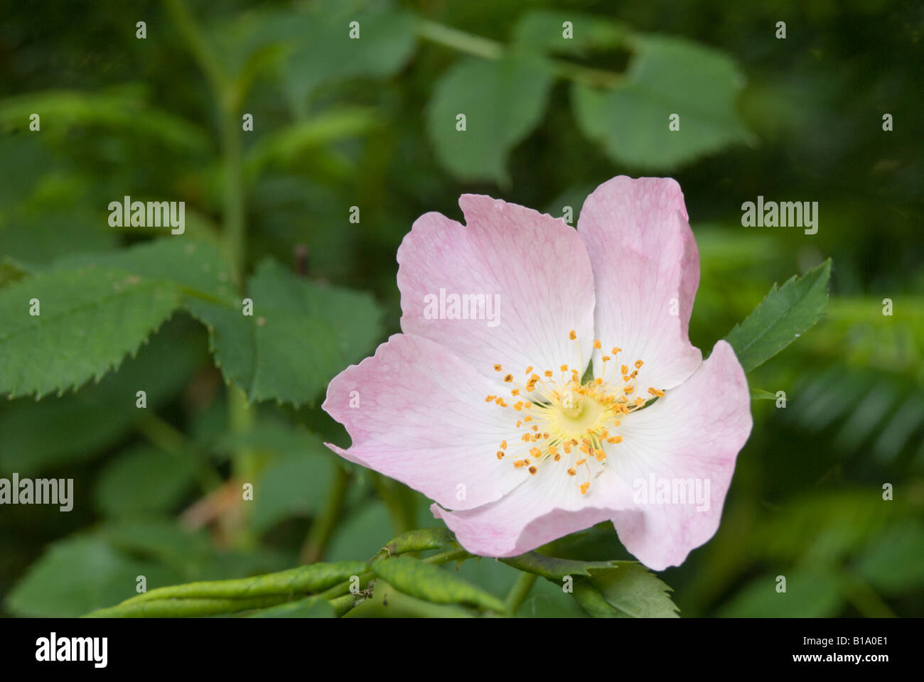 Dog rose flower Stock Photo - Alamy