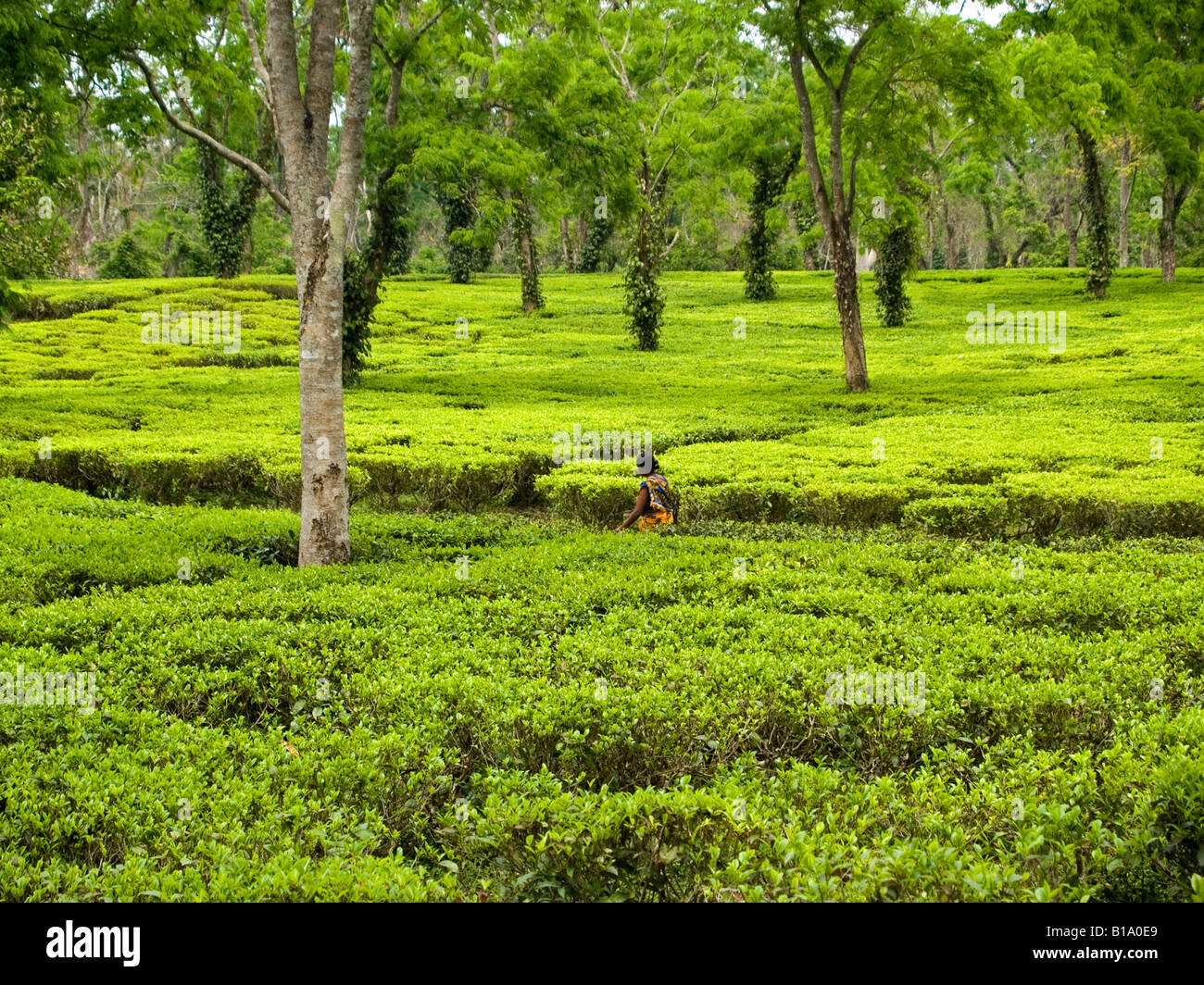 Indian woman walking amidst the amazing green tea plantations of Assam ...