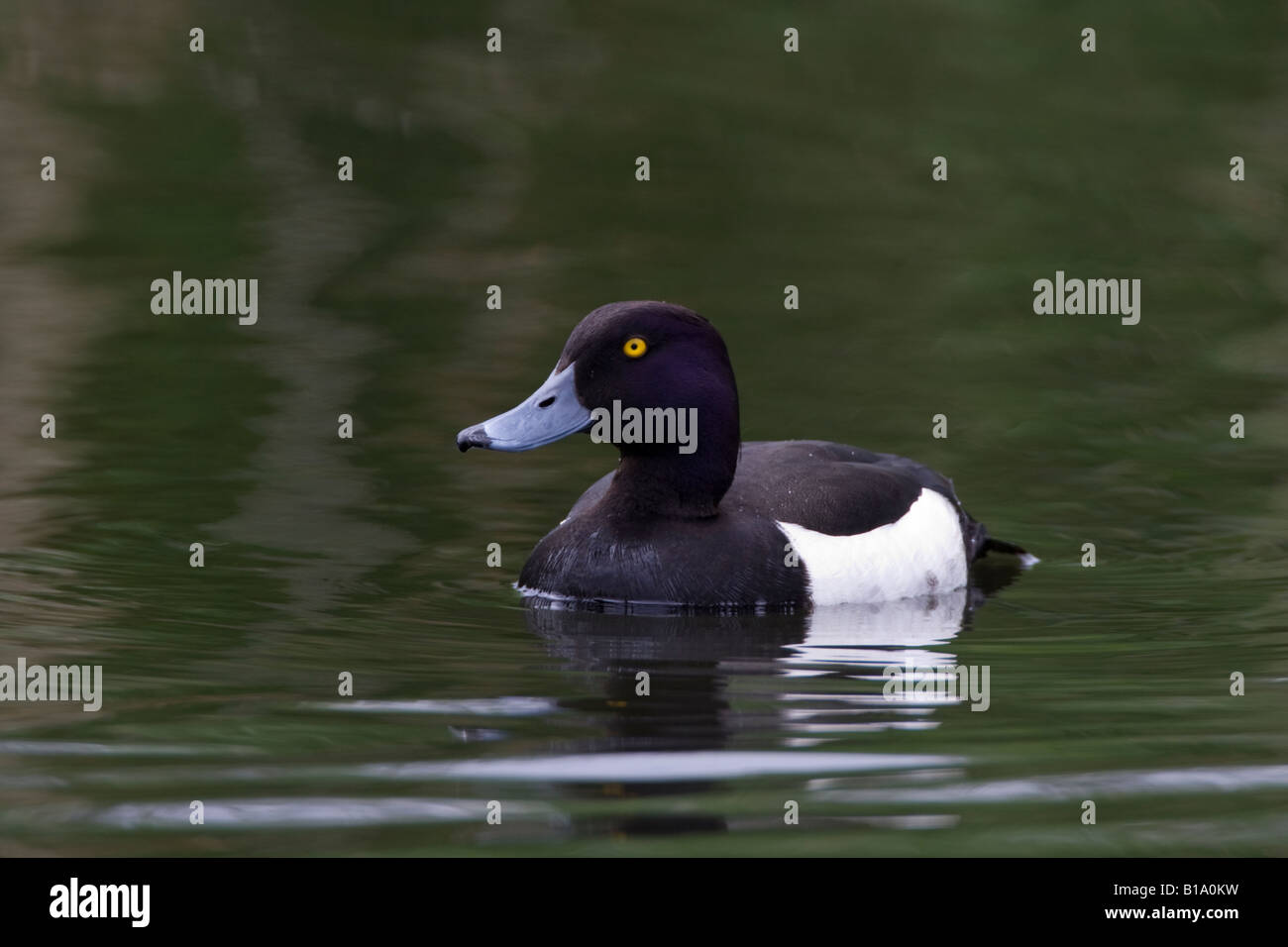 Tufted duck uk summer hi-res stock photography and images - Alamy