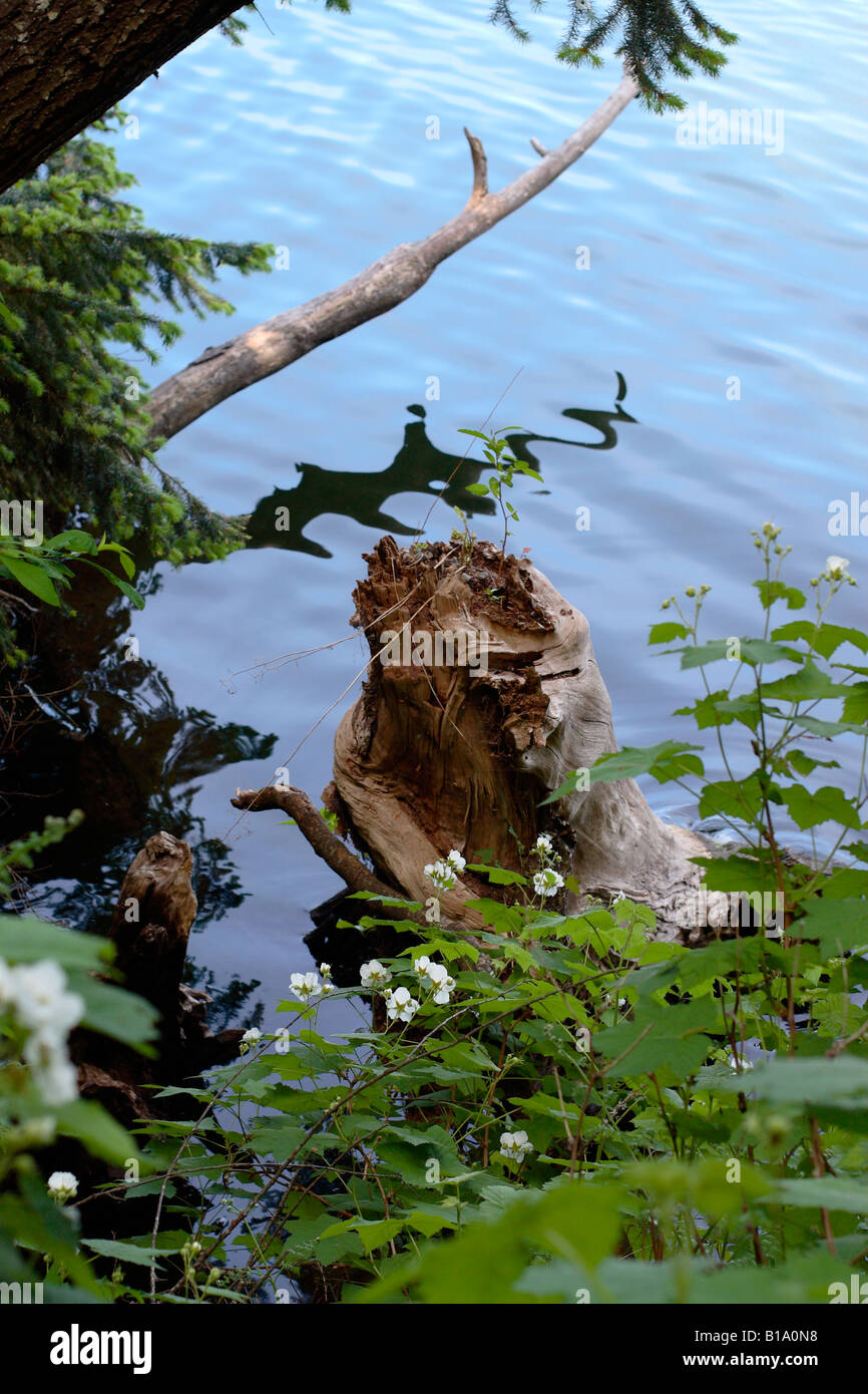 tree stump in a lake Stock Photo - Alamy