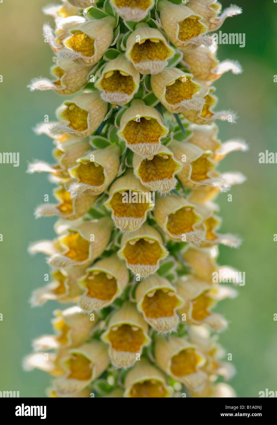 Digitalis hi-res stock photography and images - Alamy