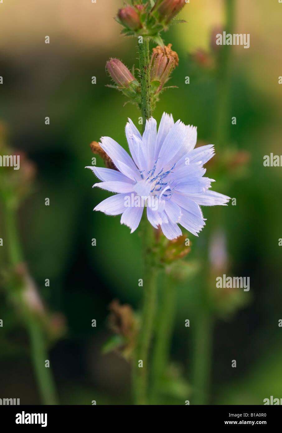 CICHORIUM INTYBUS CHICORY Stock Photo - Alamy