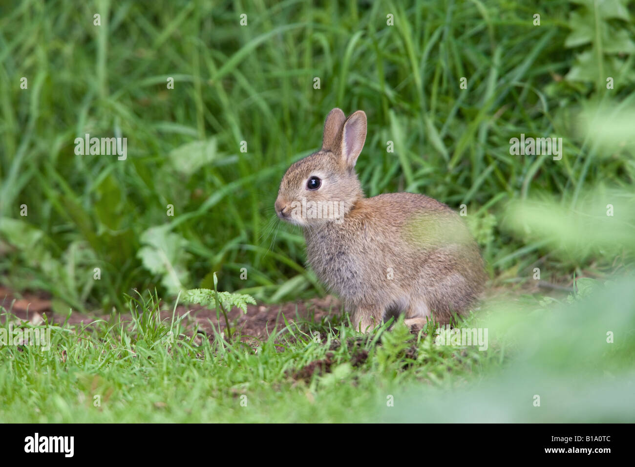 Rabbit Oryctologus cuniculus immature sitting with ears raised Stock ...