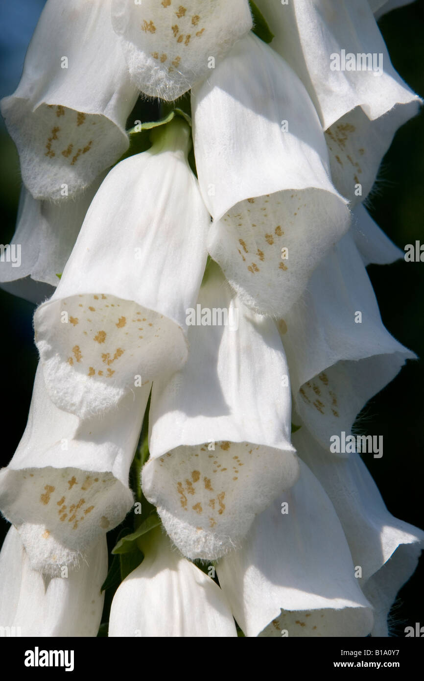 White foxglove Digitalis purpurea London UK summer Stock Photo - Alamy