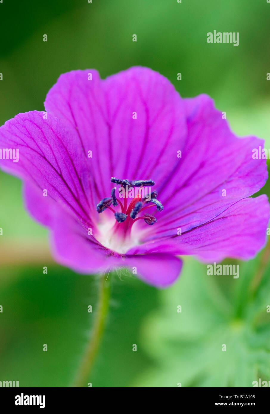 Geranium perennial hi-res stock photography and images - Alamy