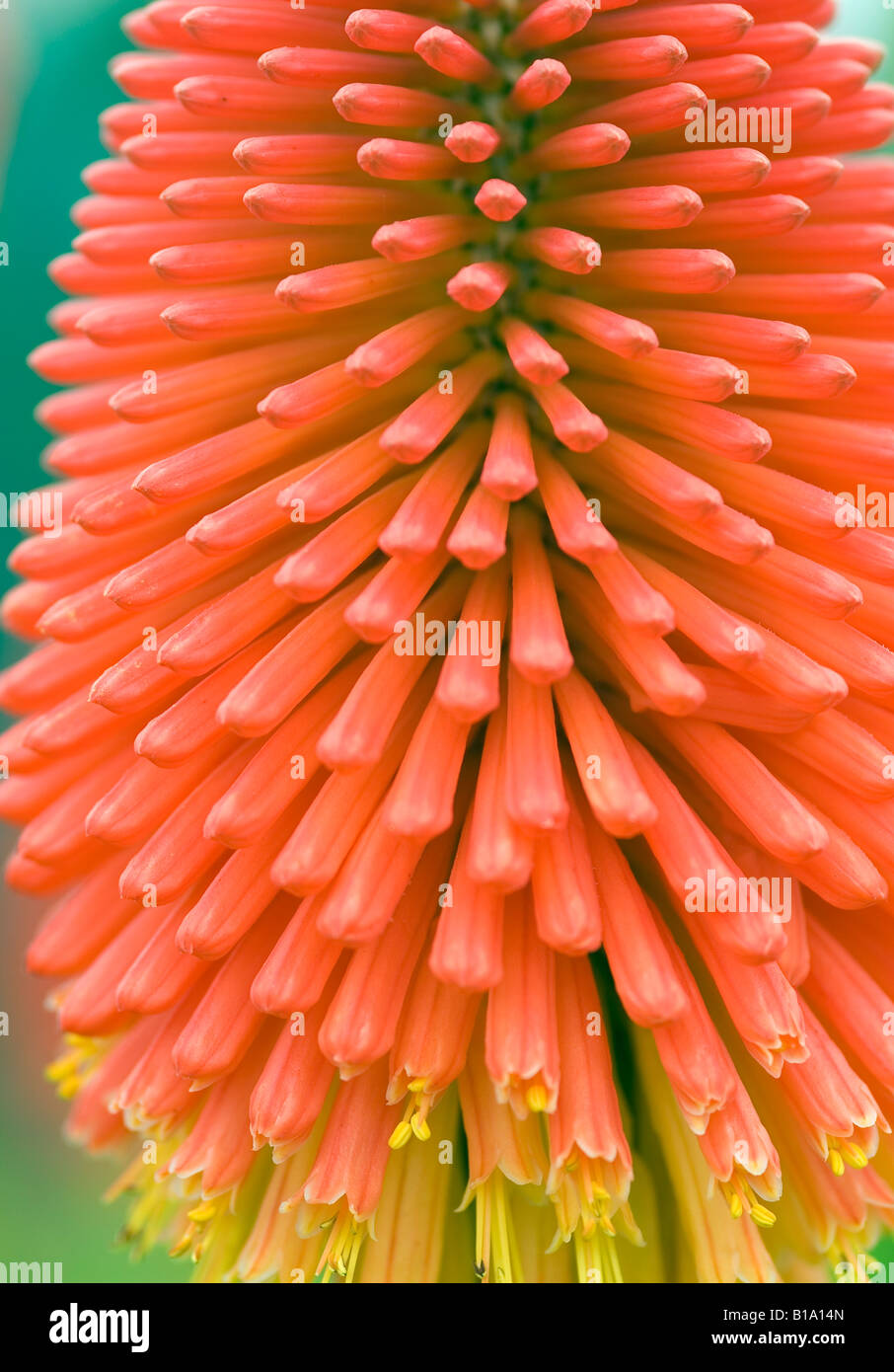 KNIPHOFIA PRAECOX RED HOT POKER Stock Photo - Alamy