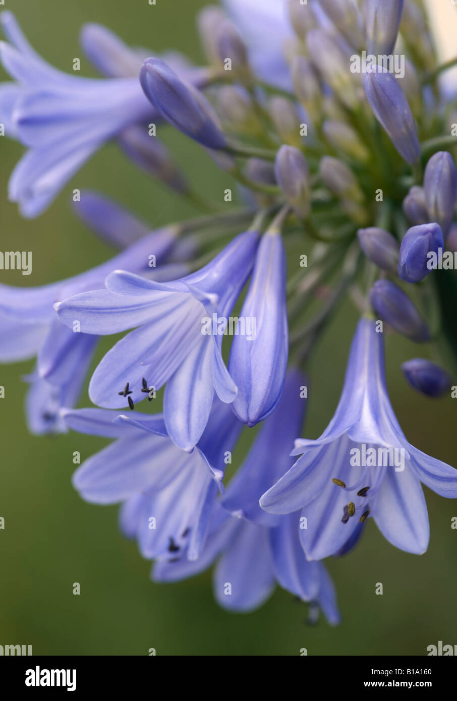 Agapanthus angela african blue lily hi-res stock photography and images ...