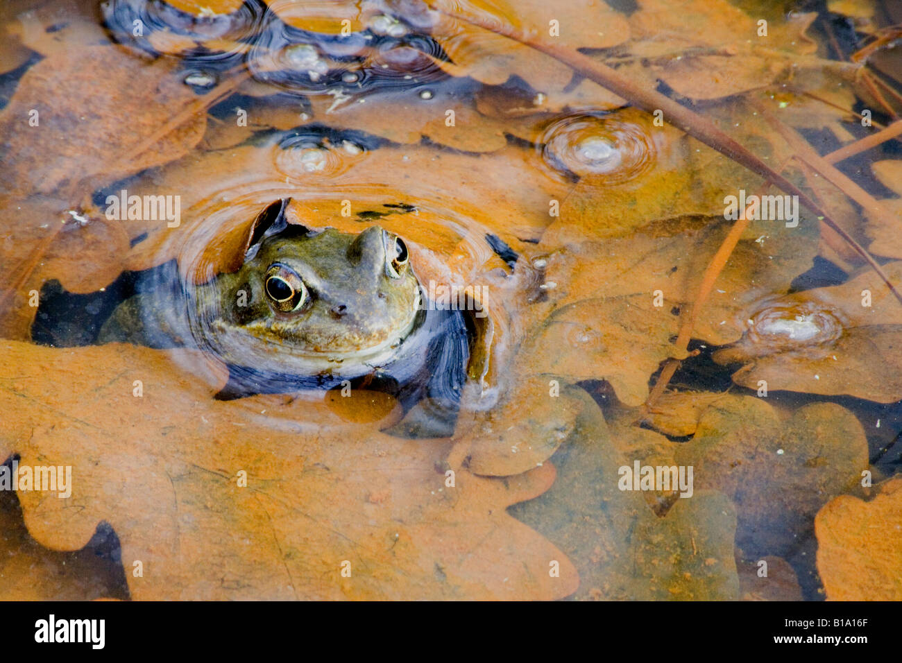 Common frog, frog spawn, amphibian, leaflitter, twigs, brown, olive ...