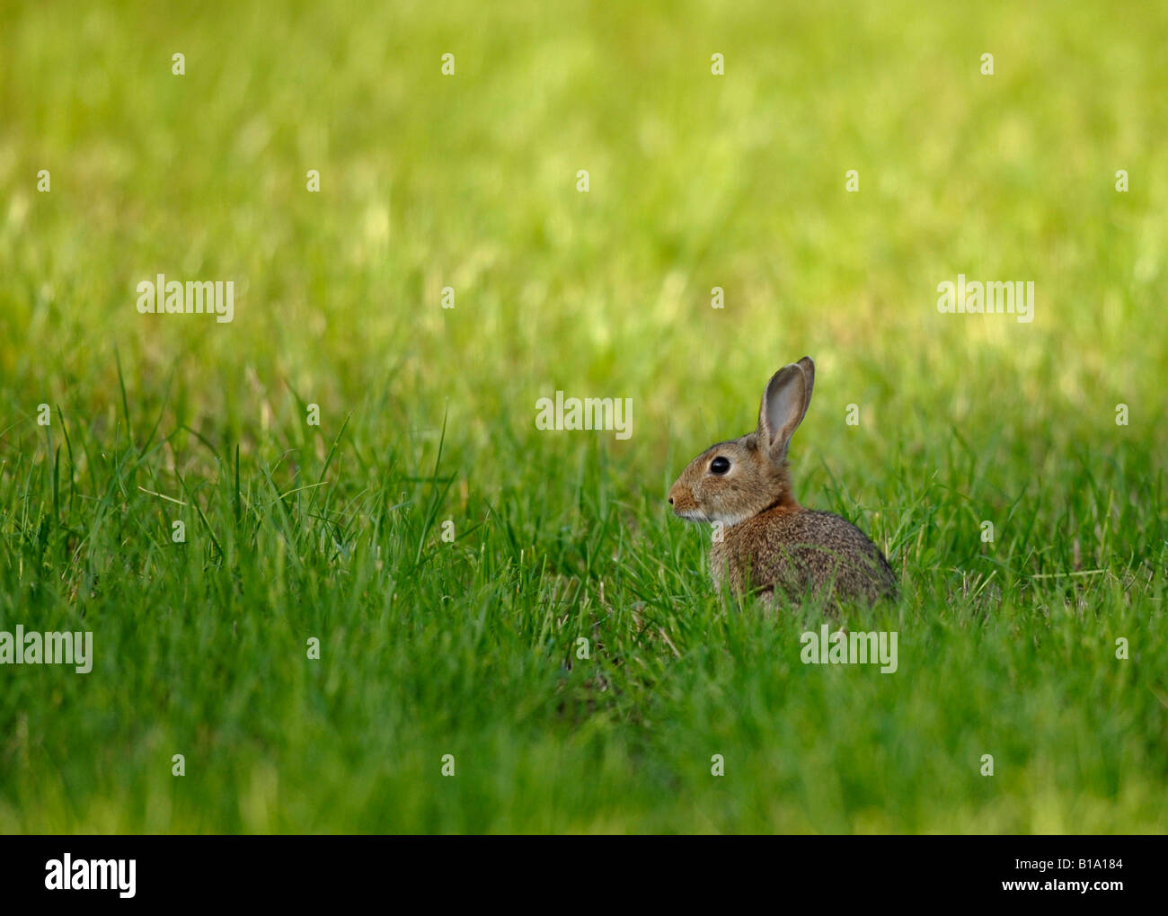 Rabbit in a field Stock Photo - Alamy