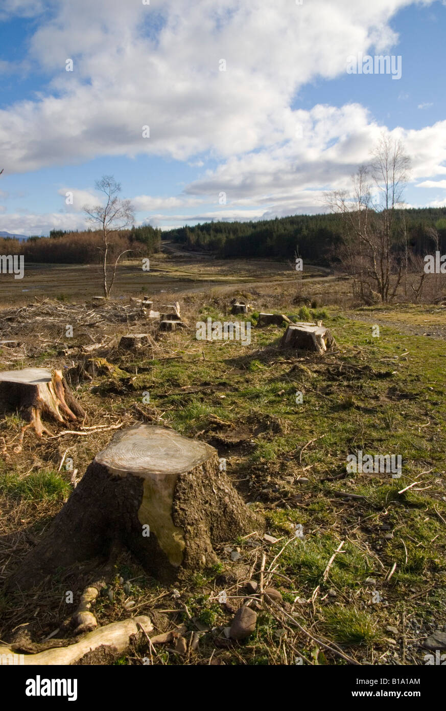 Clear felling hi-res stock photography and images - Alamy