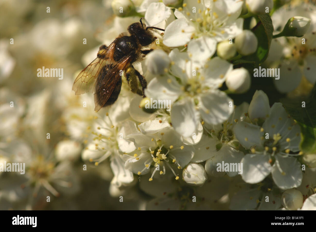 Honey Bee (Apis mellifera) foraging Stock Photo - Alamy