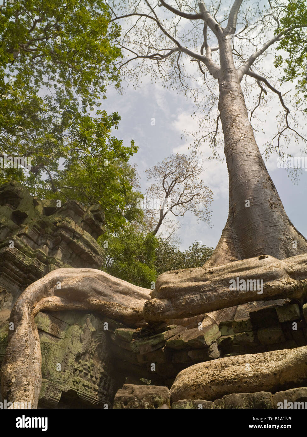 tree and vegetation on top of ruins, Ta Prohm temple, Angkor, Cambodia ...