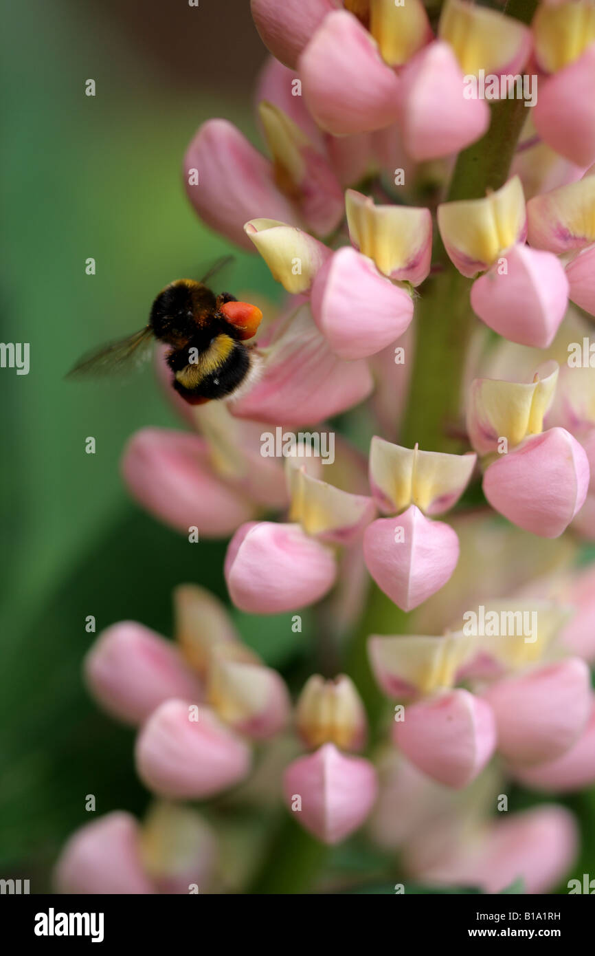 white tailed bumble bee (Bombus lucorum) in flight landing on lupin ...