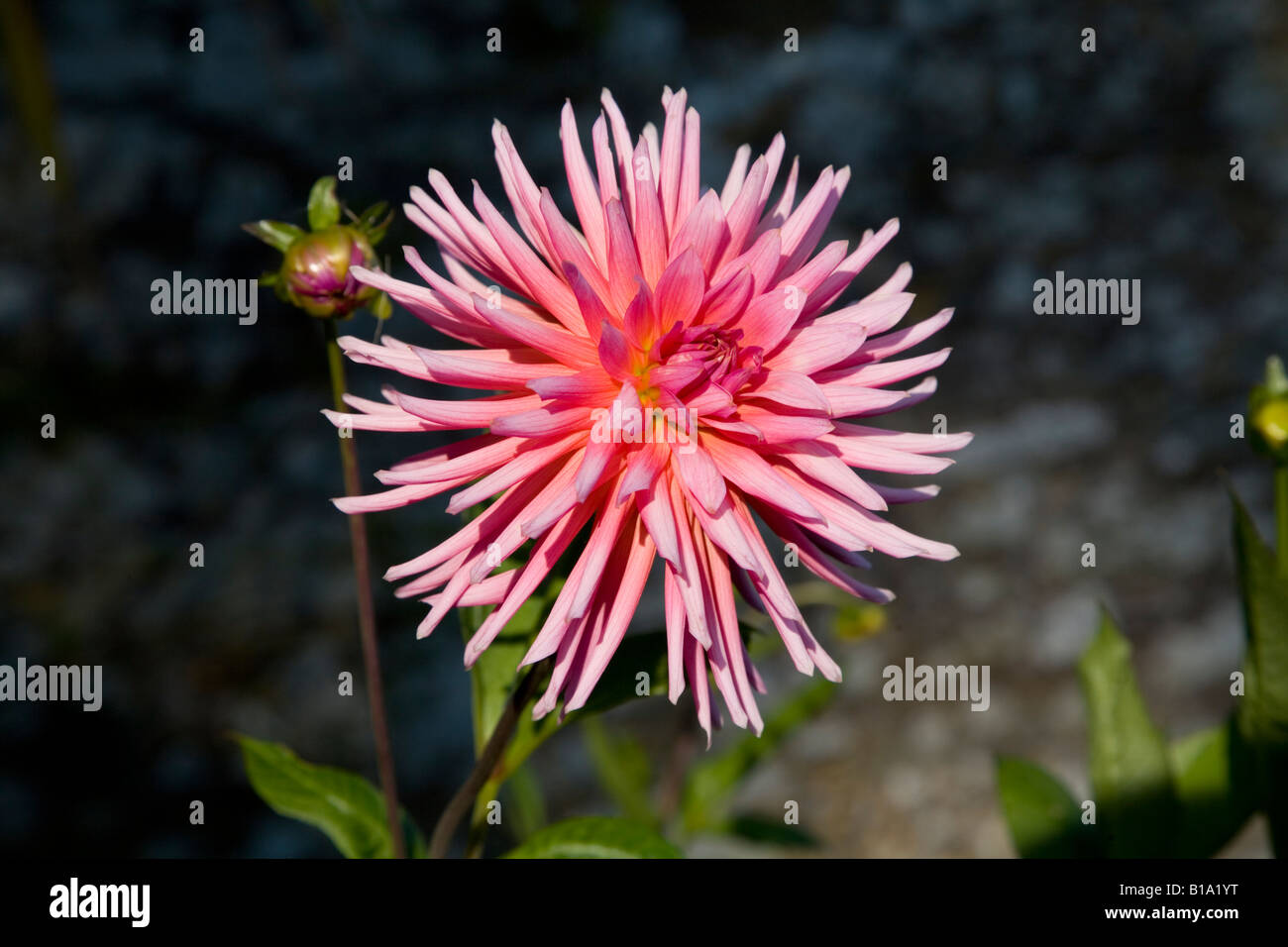 pink pontiac cactus dahlia Stock Photo - Alamy