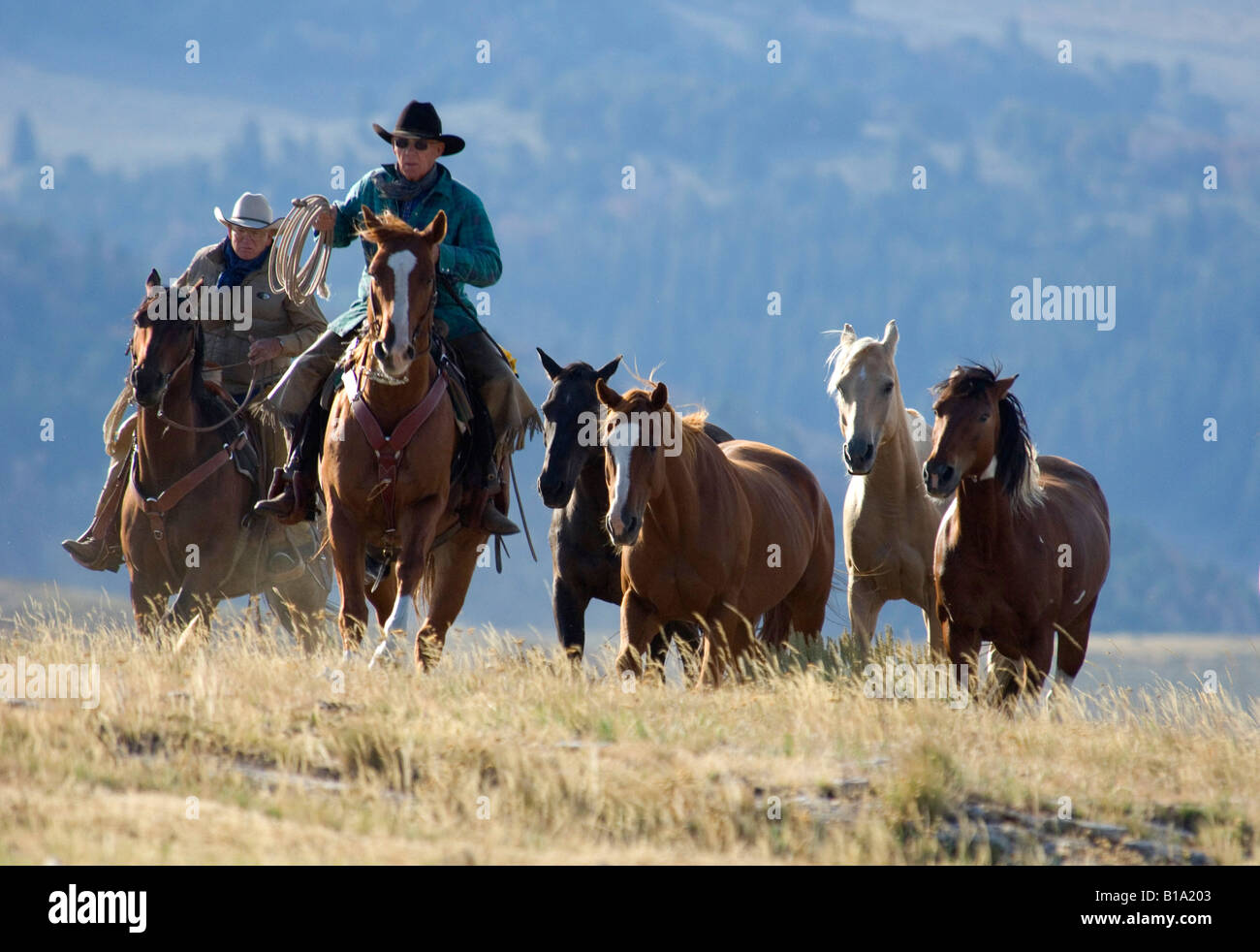 Two cowboys rounding up horses hi-res stock photography and images - Alamy