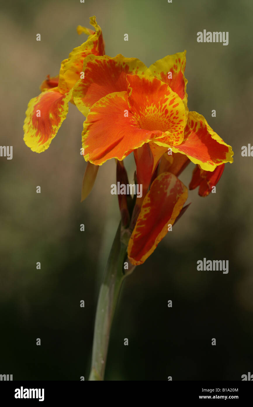 Flora and fauna of india hi-res stock photography and images - Alamy