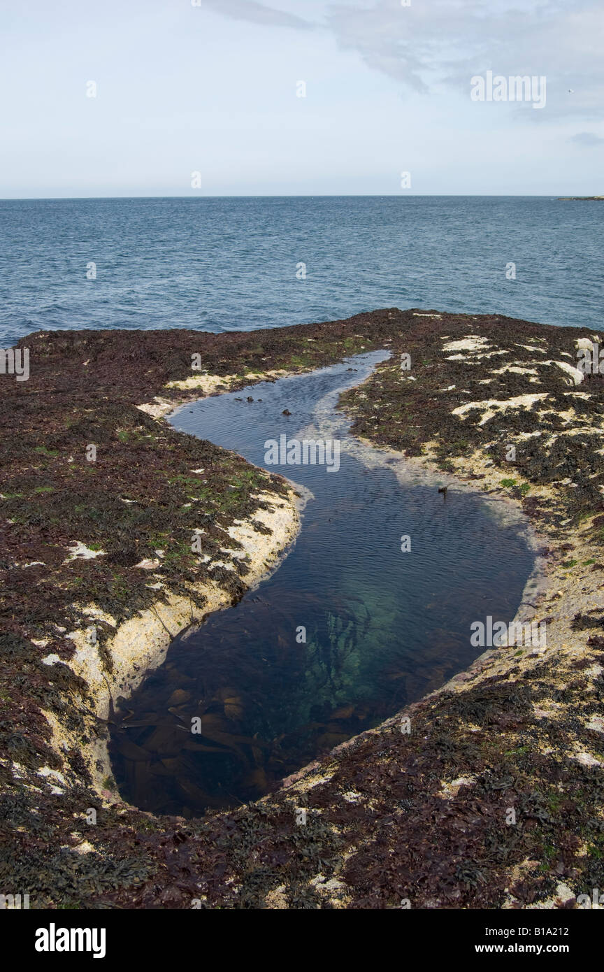 Rockpool animal hi-res stock photography and images - Alamy