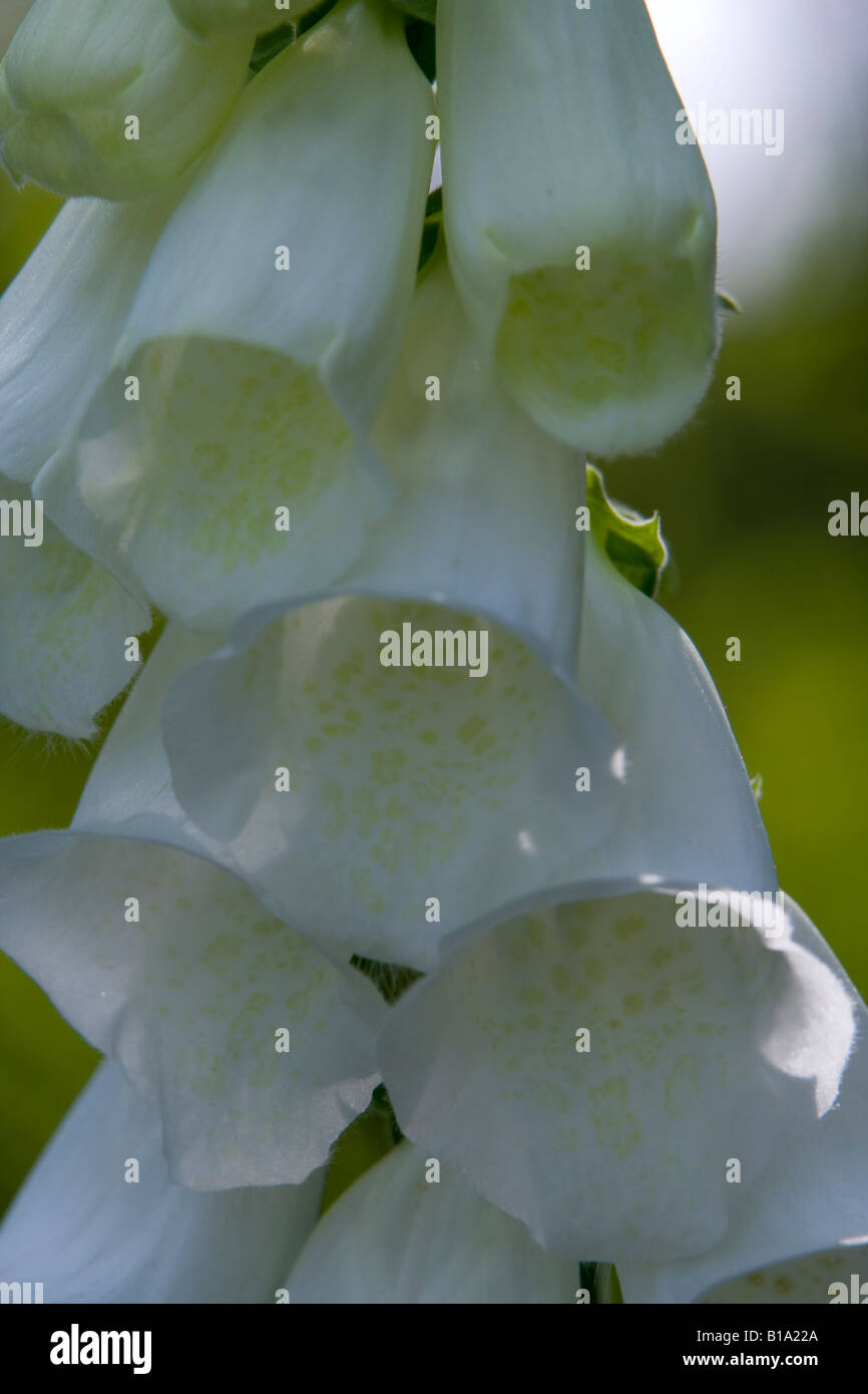 White foxglove Digitalis purpurea London UK summer Stock Photo - Alamy
