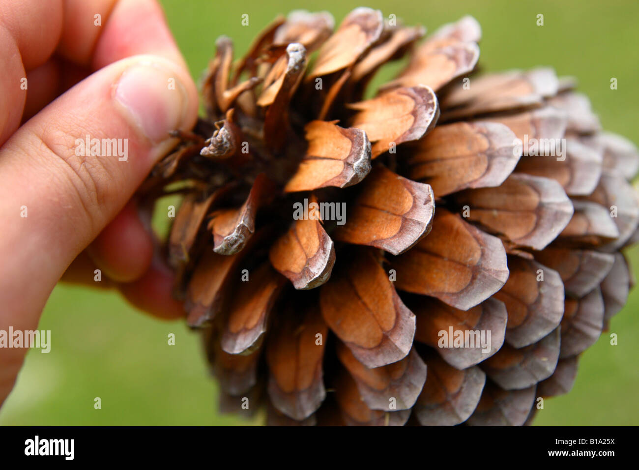 Pine cone movement hi-res stock photography and images - Alamy