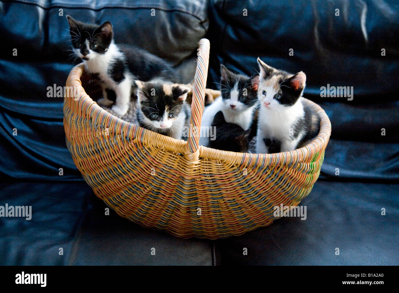 kittens in basket Stock Photo - Alamy