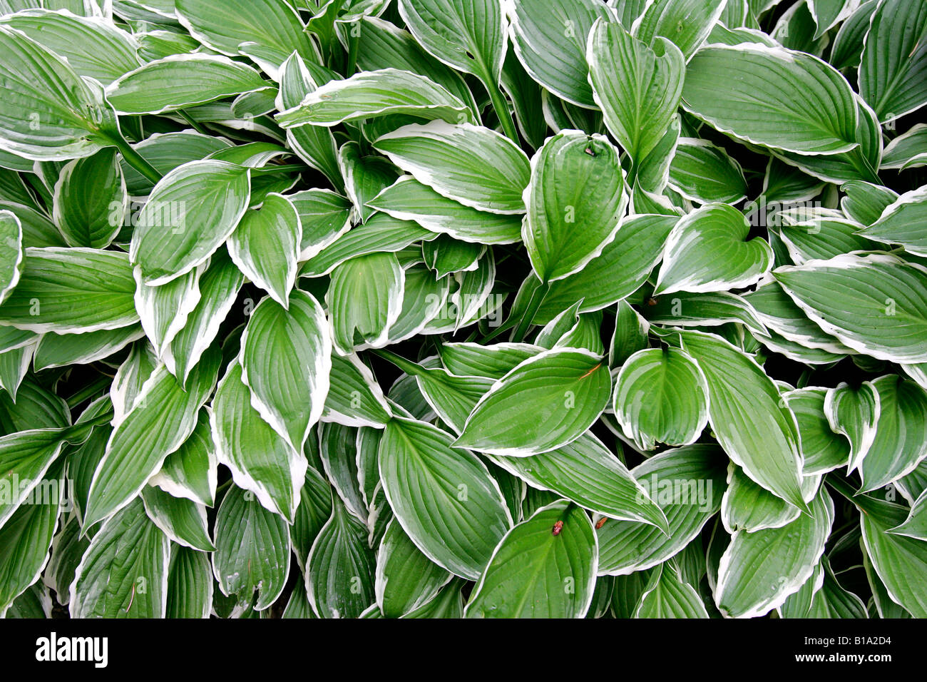 Green leaves water drops spring freshness selective focus beauty close ...