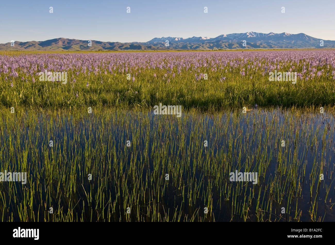 Idaho Camas Prairie The Camas Prairie is a beautiful spot to see ...