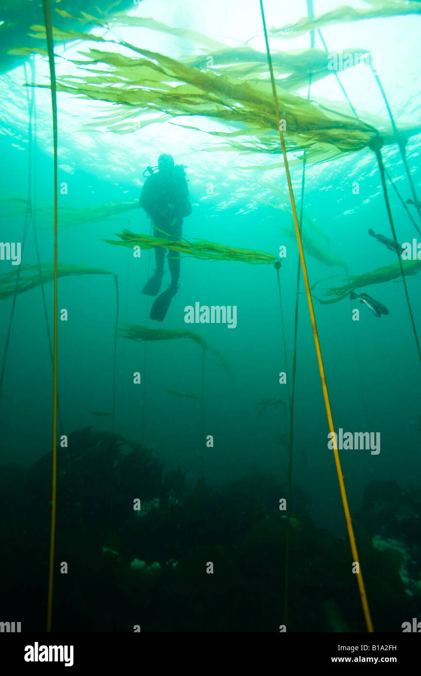 Browning Passage, scuba diving, Northern Vancouver Island, British ...