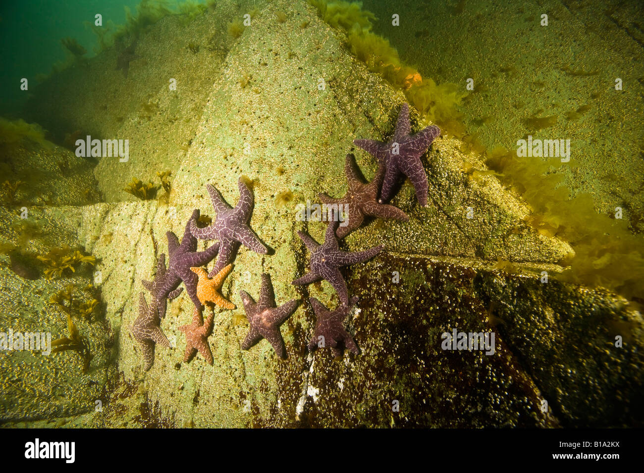 Ochre Sea Stars Stock Photo - Alamy