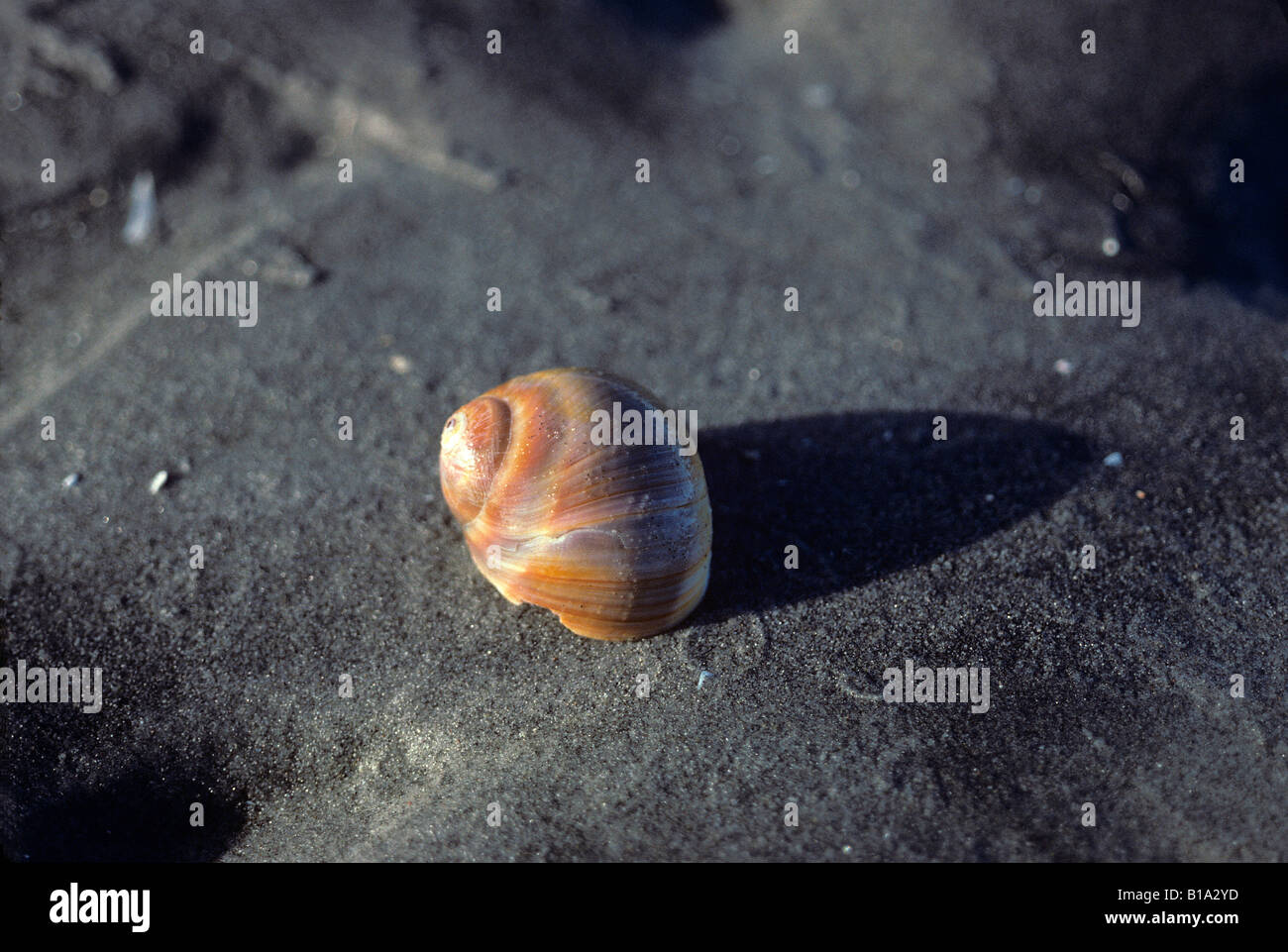 Sea Snail Shell on Black Sand. Eroded Periwinkle Stock Photo - Alamy