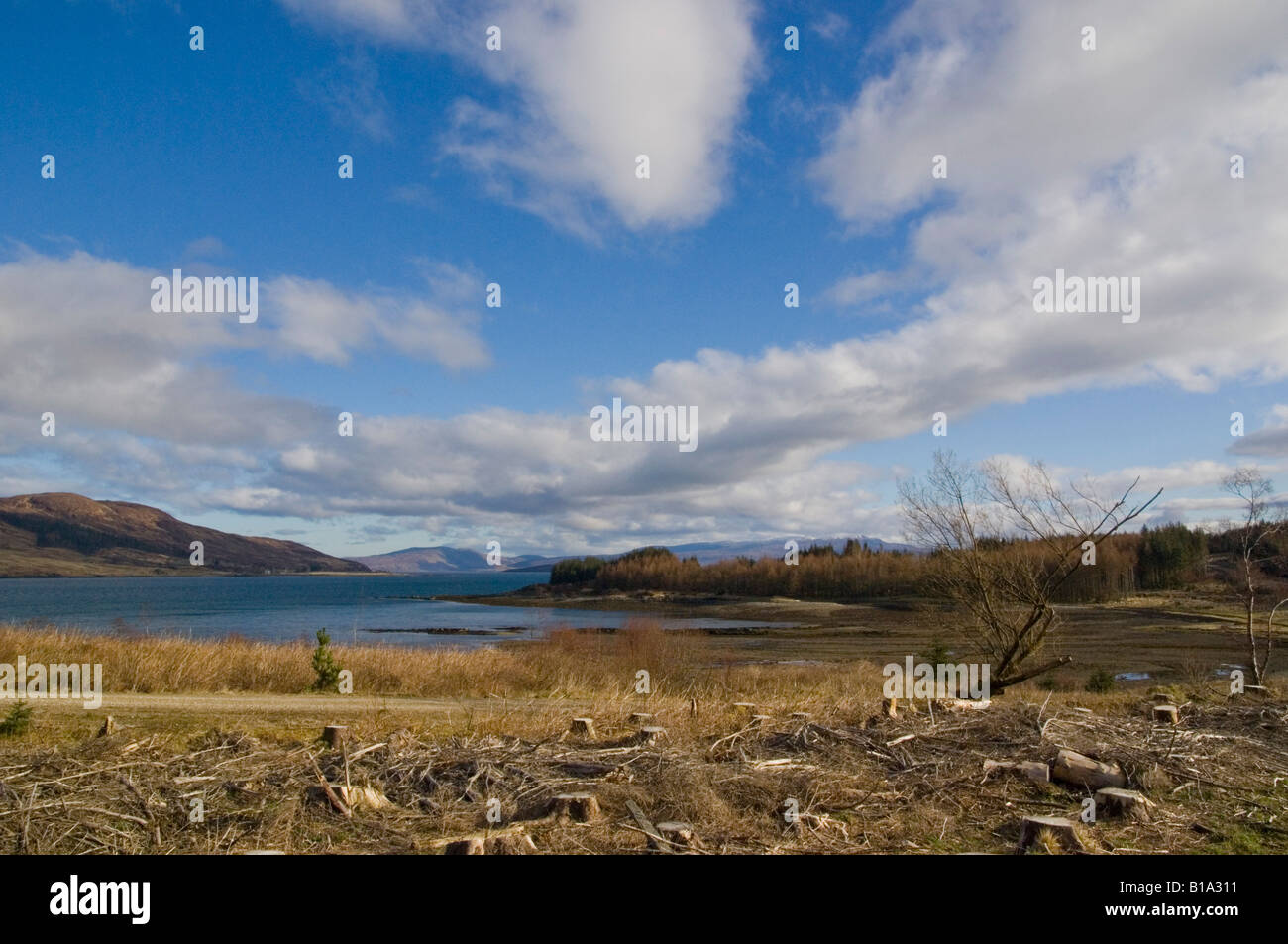 Clear felling hi-res stock photography and images - Alamy