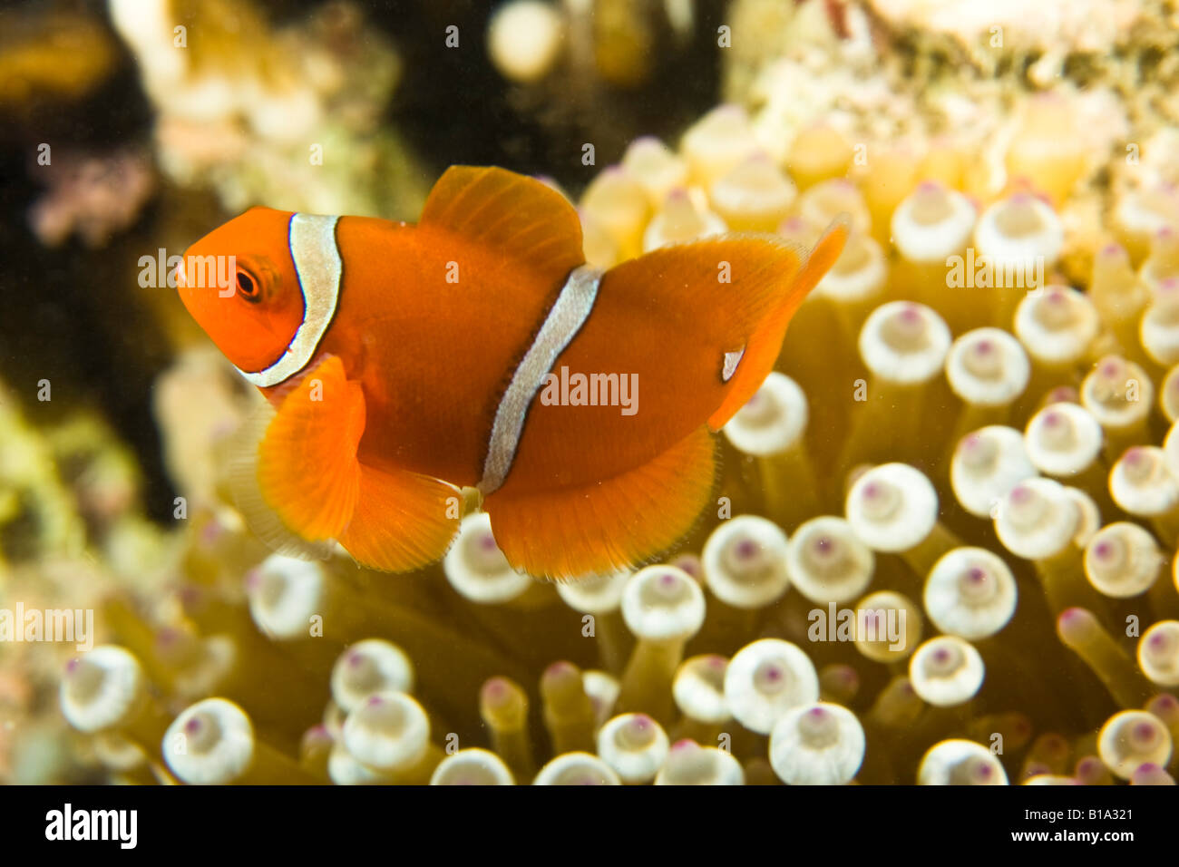 Tropicalfishes hi-res stock photography and images - Alamy