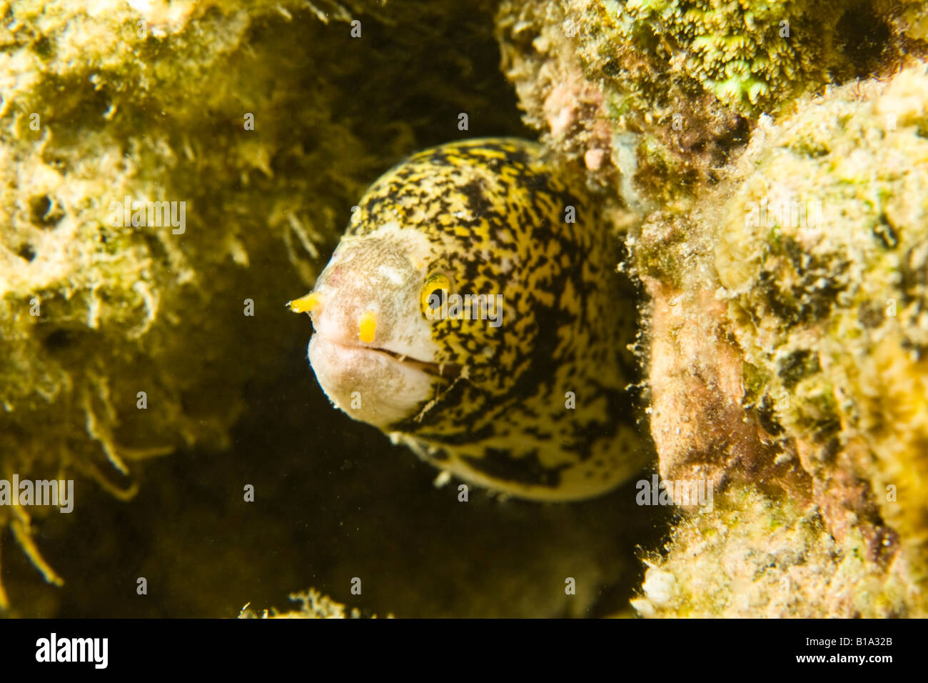 Painted Moray Eel Stock Photo - Alamy