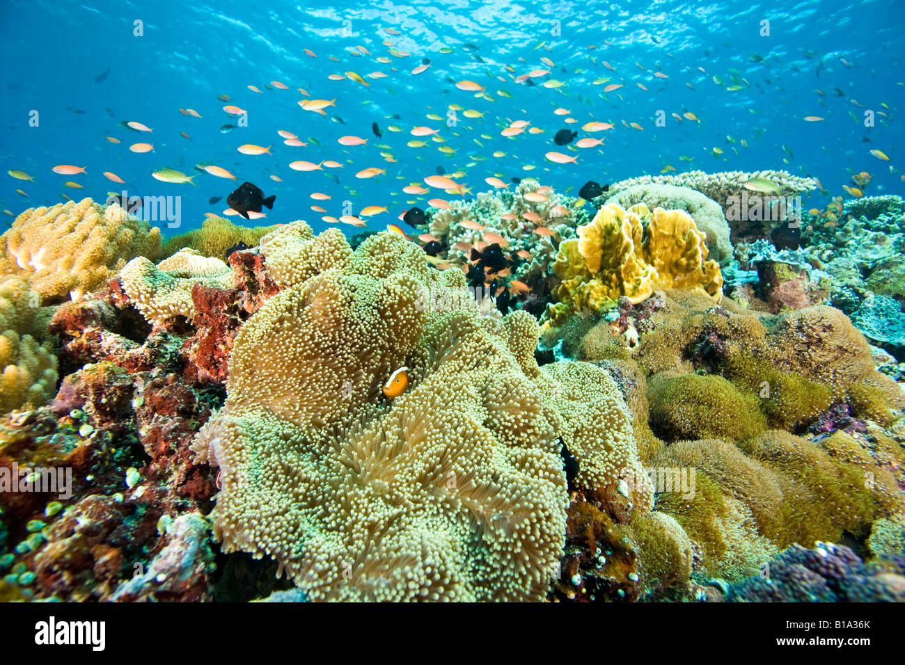 School of fish Stock Photo - Alamy