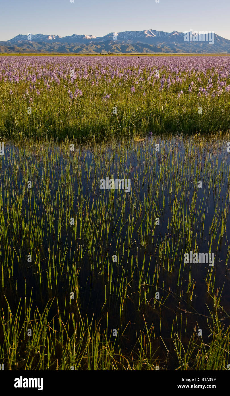 Idaho Camas Prairie The Camas Prairie is a beautiful spot to see ...