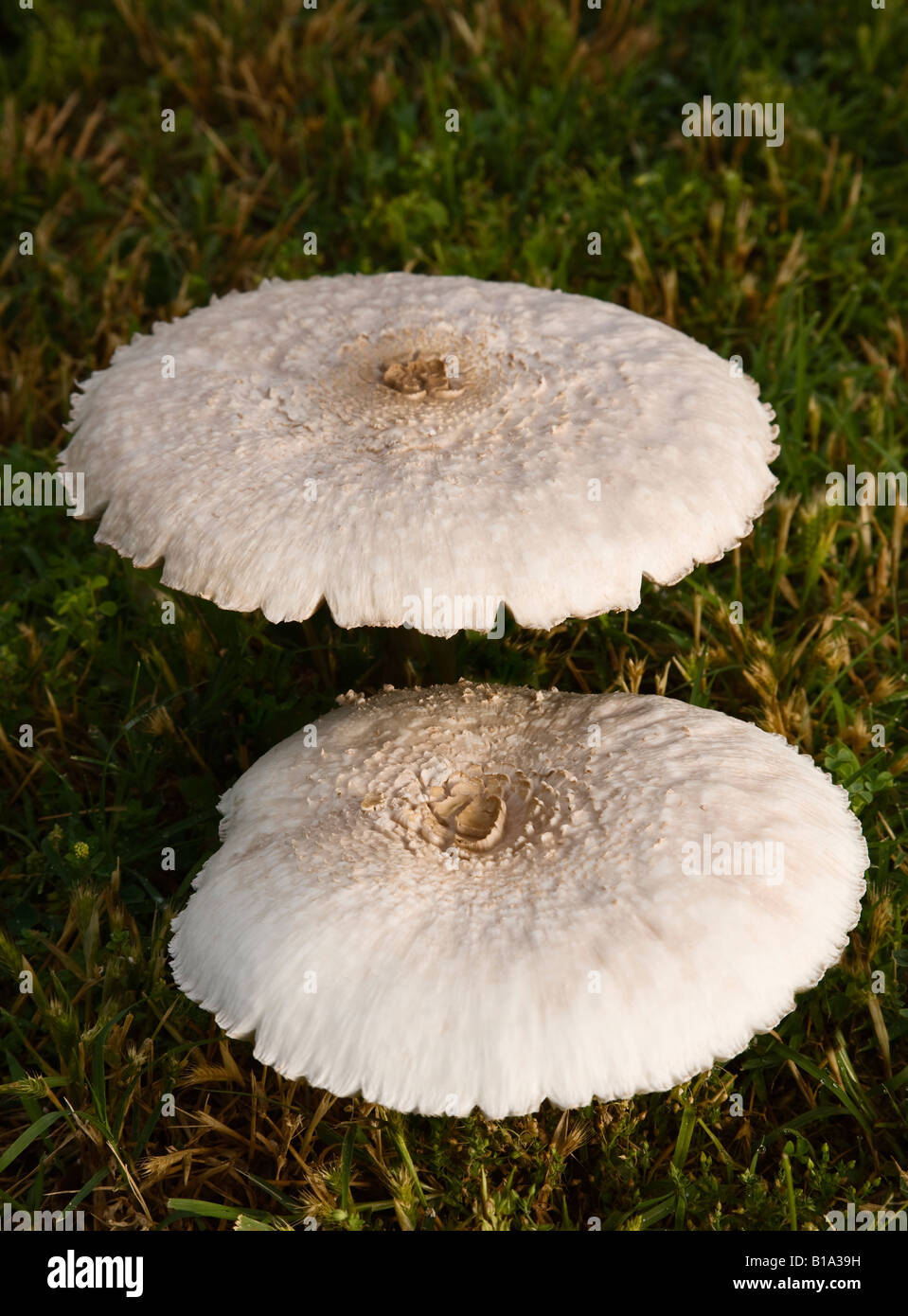 The mushrooms sprout hi-res stock photography and images - Alamy