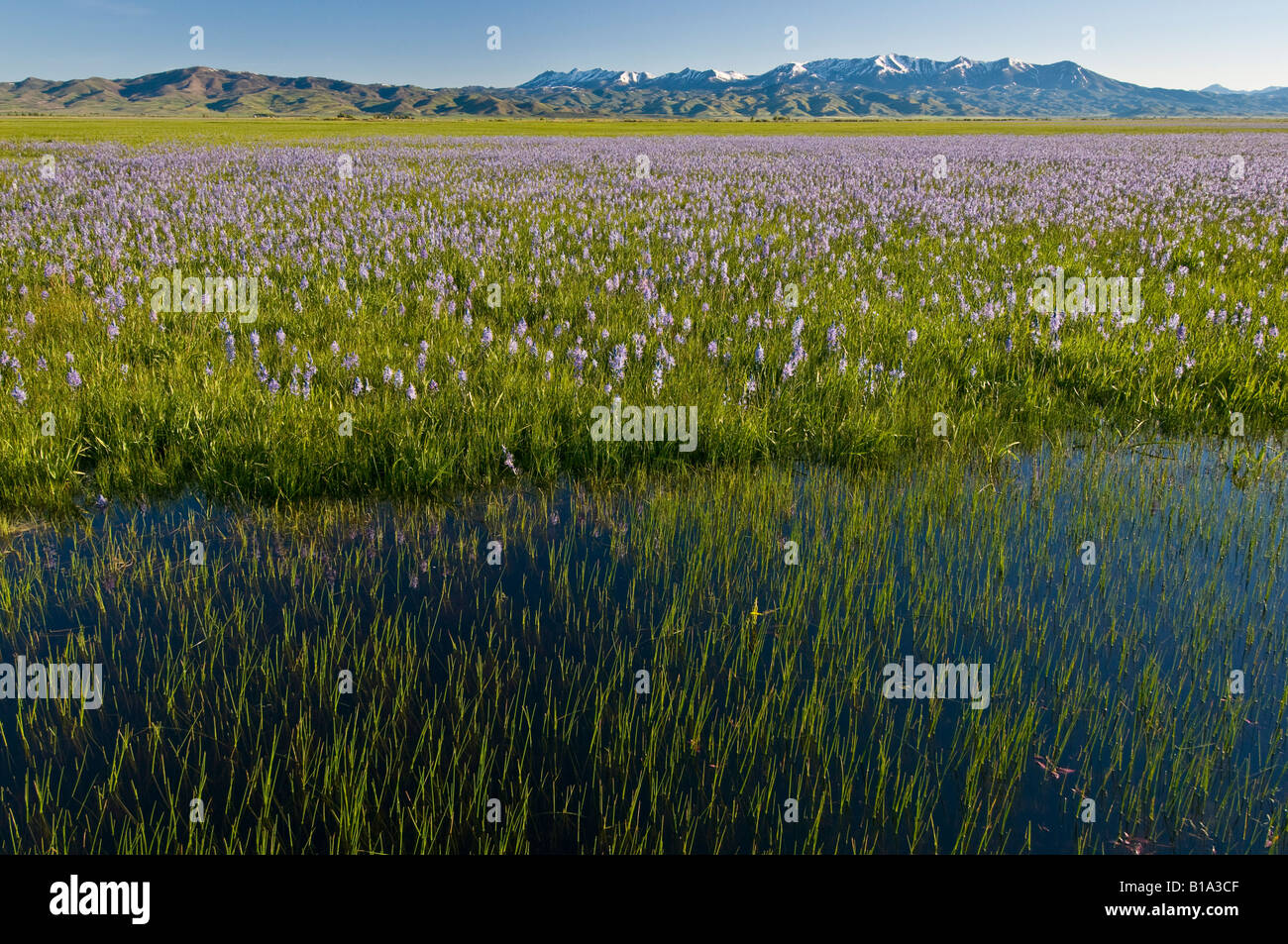 Idaho camas prairie centennial marsh hi-res stock photography and ...